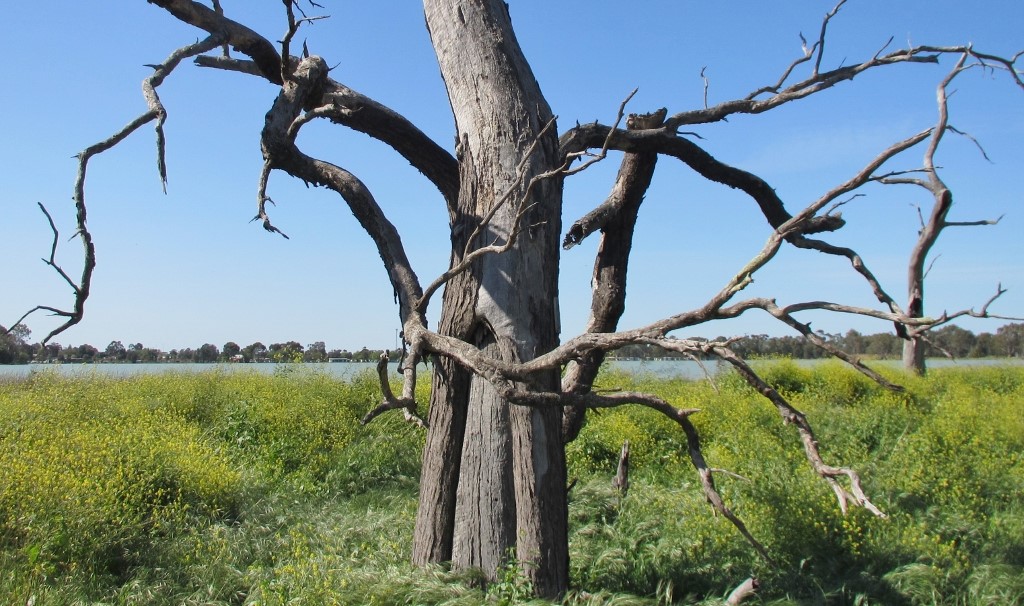 Boort Scar Trees | Boort